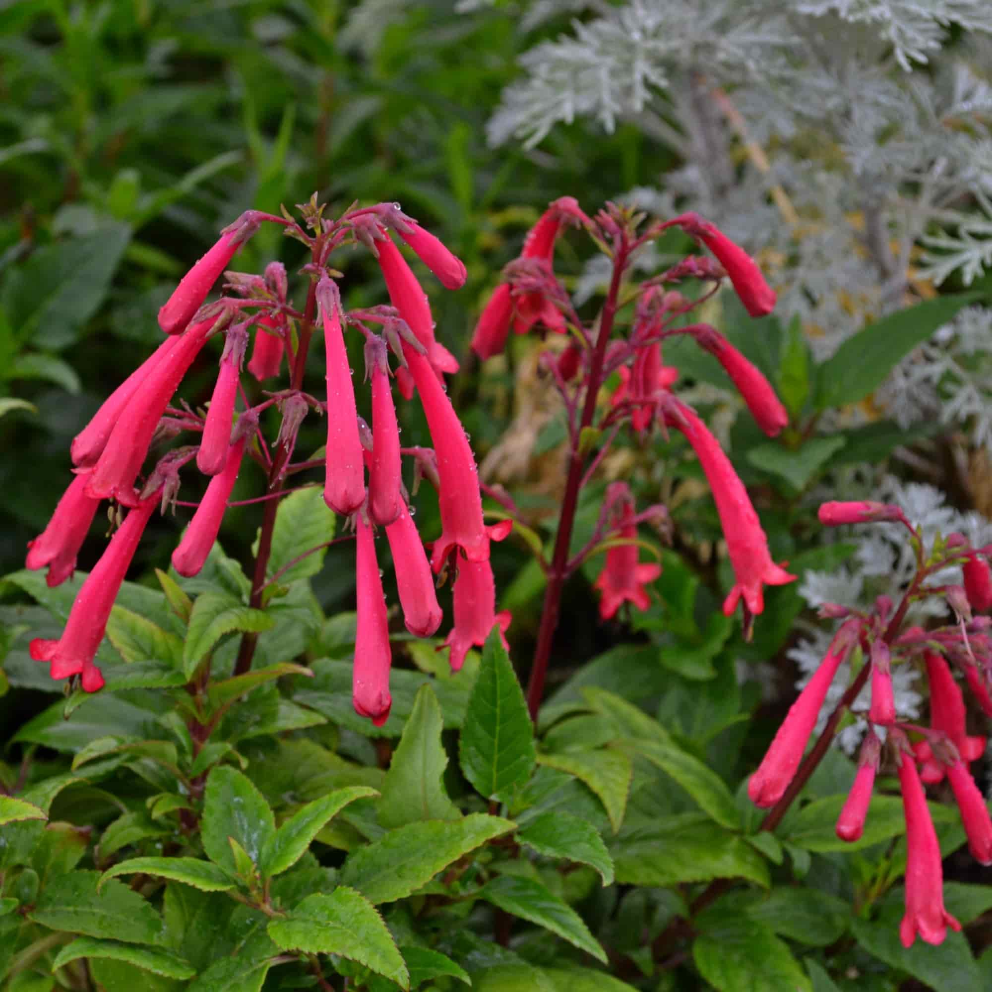 Phygelius – Hills Perennials