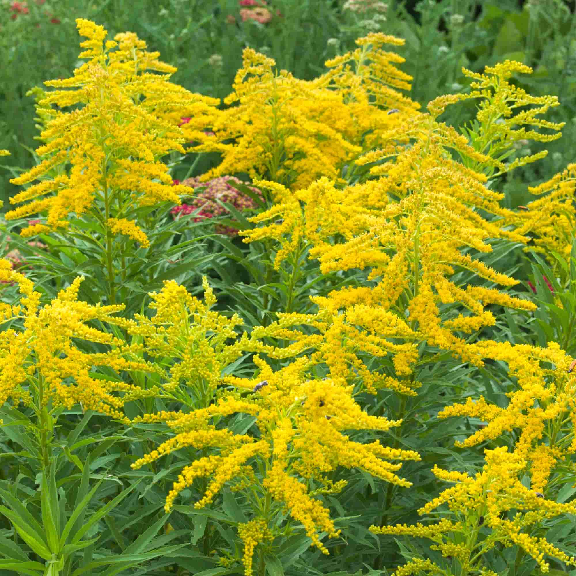 Solidago – Hills Perennials