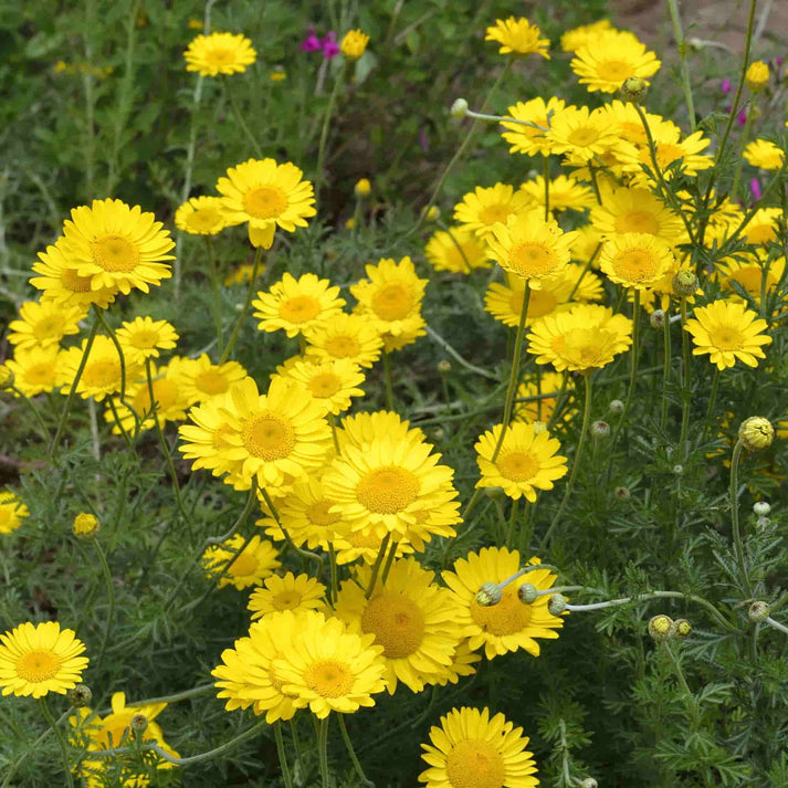 Anthemis tinctoria – Hills Perennials