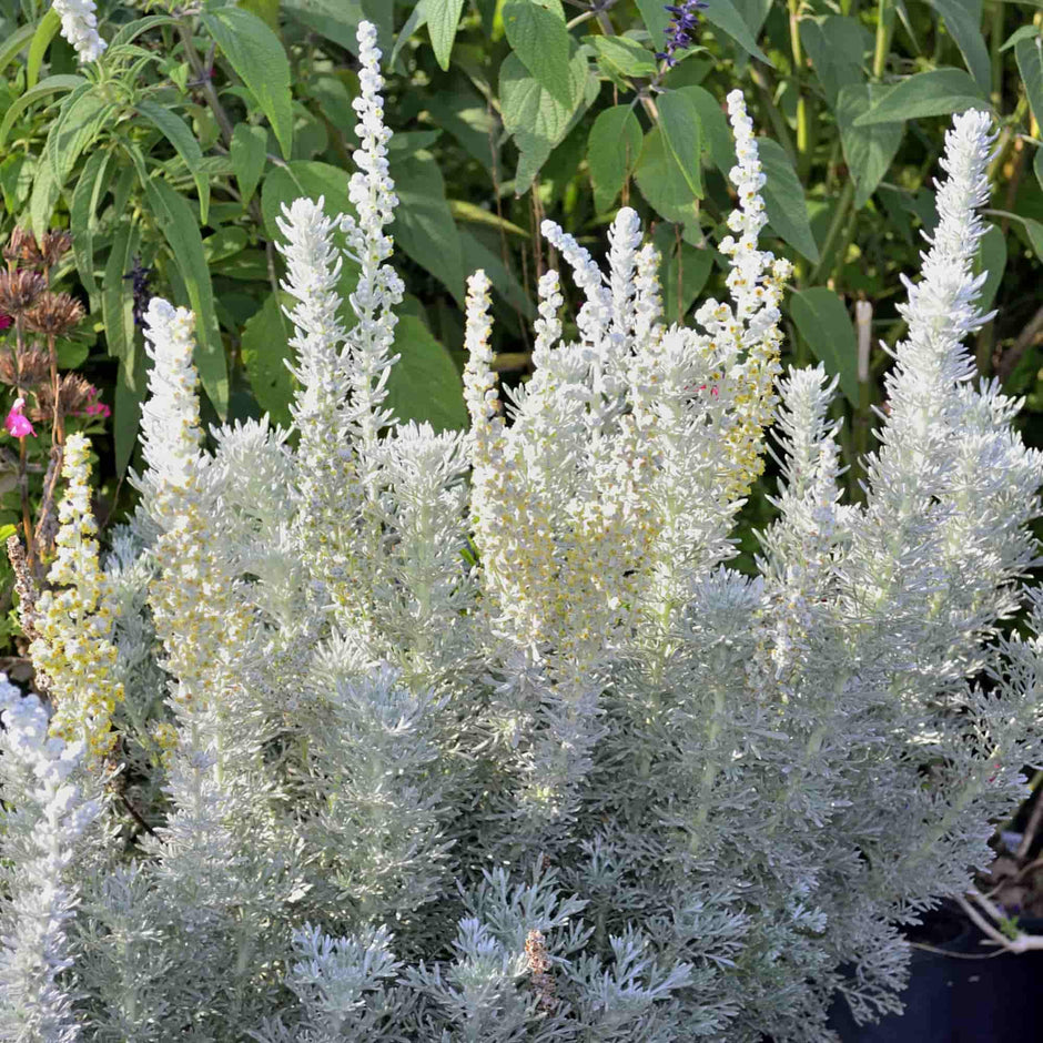 A-Z – Page 3 – Hills Perennials