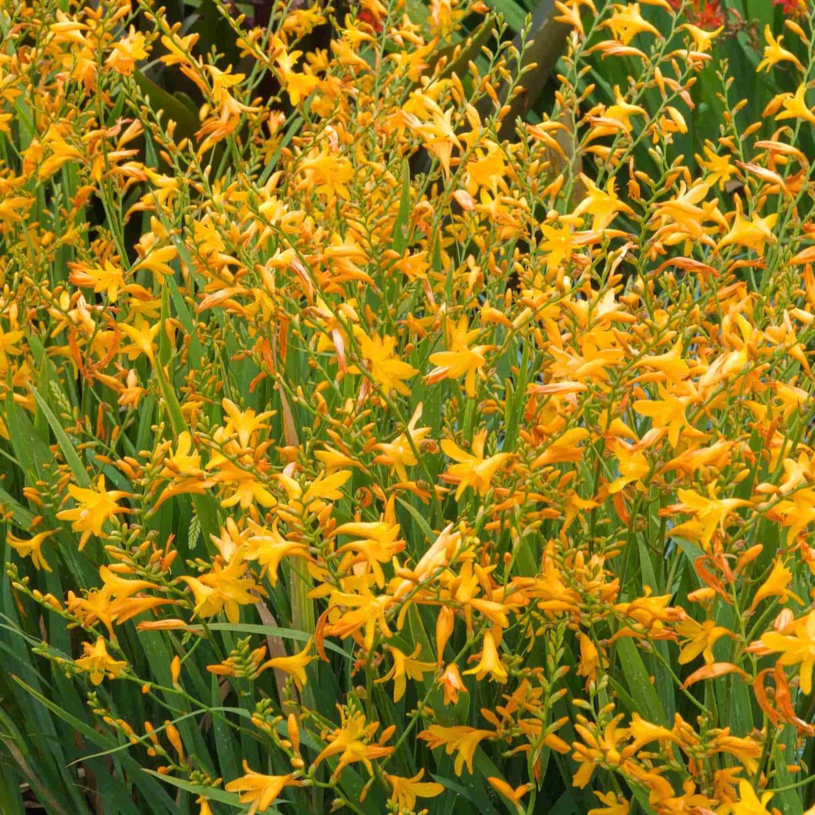 Crocosmia 'George Davison' – Hills Perennials