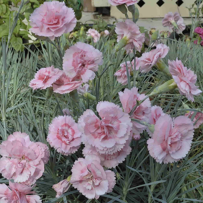 Dianthus 'Doris' – Hills Perennials