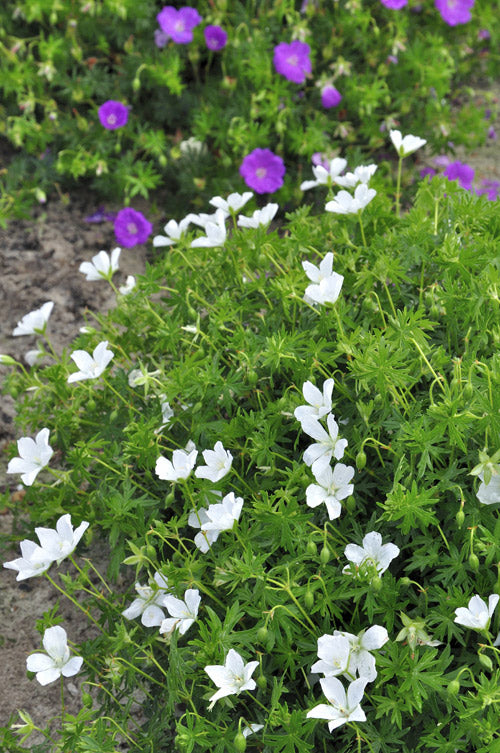 Geranium sanguineum album – Hills Perennials