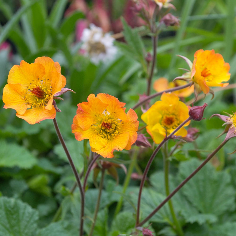 Geum – Hills Perennials