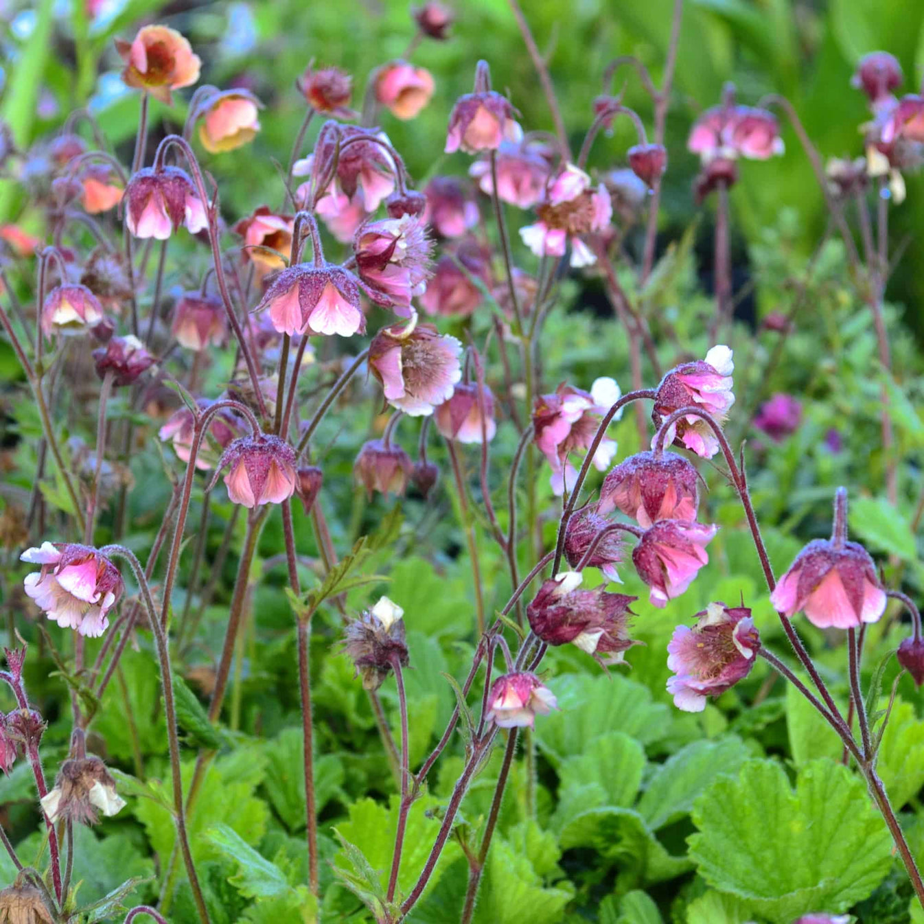 Geum 'Pink Frills' – Hills Perennials