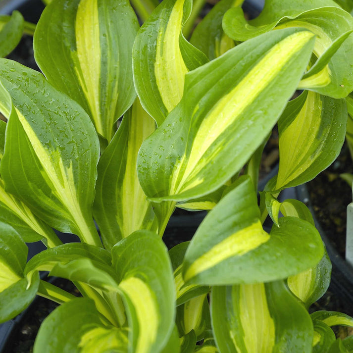 Hosta 'Geisha' – Hills Perennials