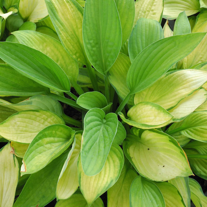 Hosta 'Gold Standard' – Hills Perennials