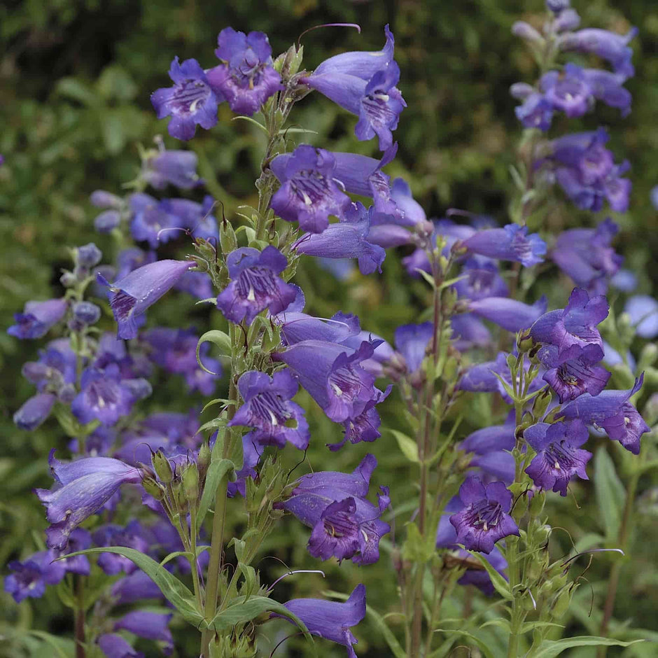 Penstemon – Hills Perennials