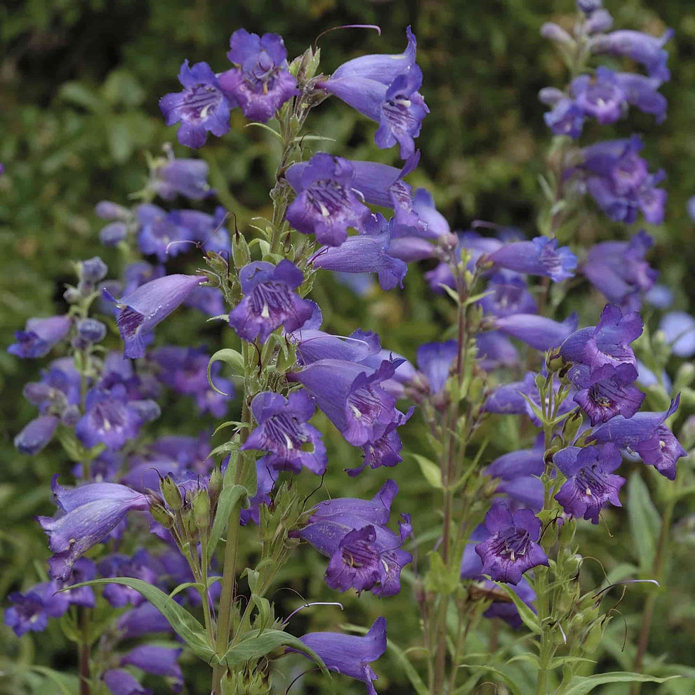 Penstemon 'Blue Midnight' – Hills Perennials