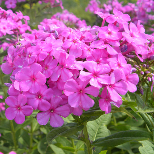 Phlox 'Robert Poore' – Hills Perennials