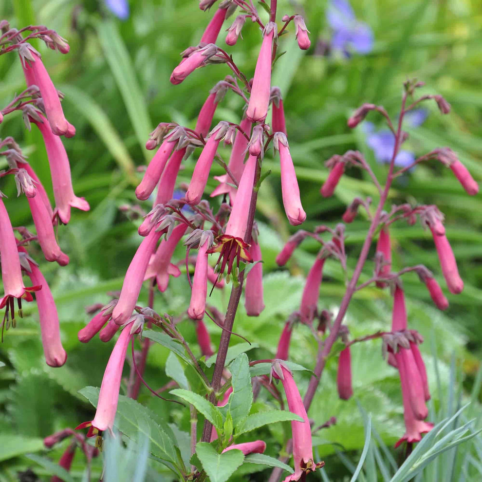 Phygelius 'Raspberry Swirl' – Hills Perennials