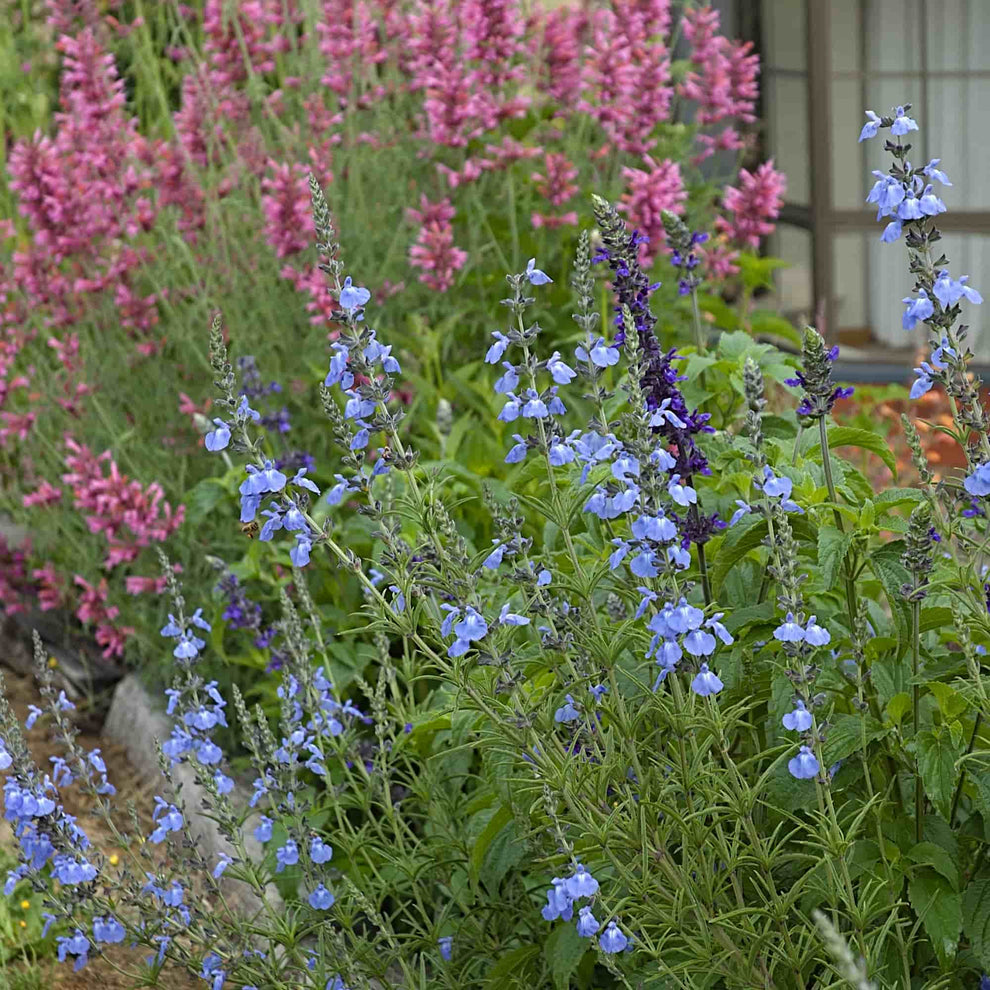 Salvia azurea – Hills Perennials