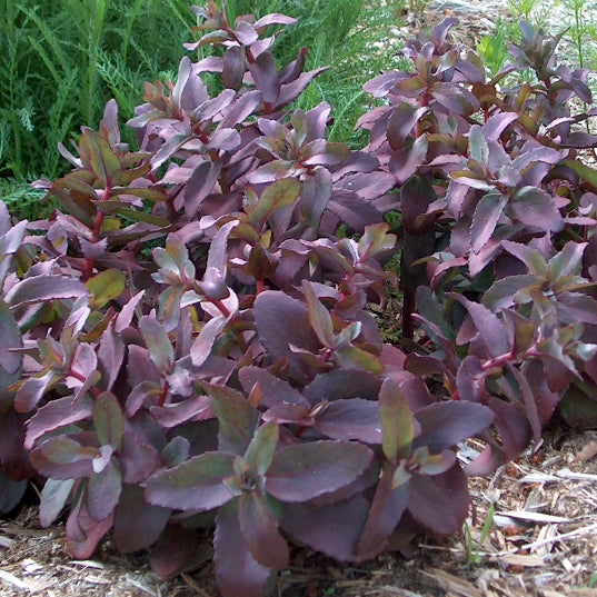 Sedum 'Purple Emperor' – Hills Perennials
