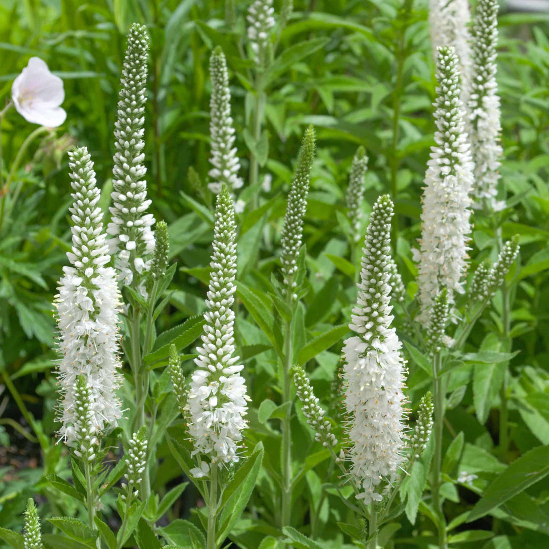 Veronica spicata alba – Hills Perennials